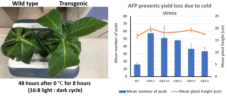Anti-Frost – Green Blueprint